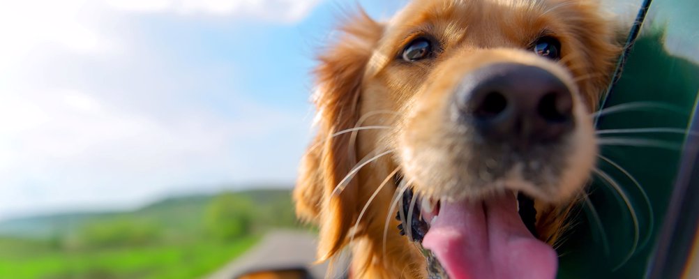 Vakantie met hond - weekendje weg met hond aan zee Vakantie met hond - weekendje weg met hond aan zee