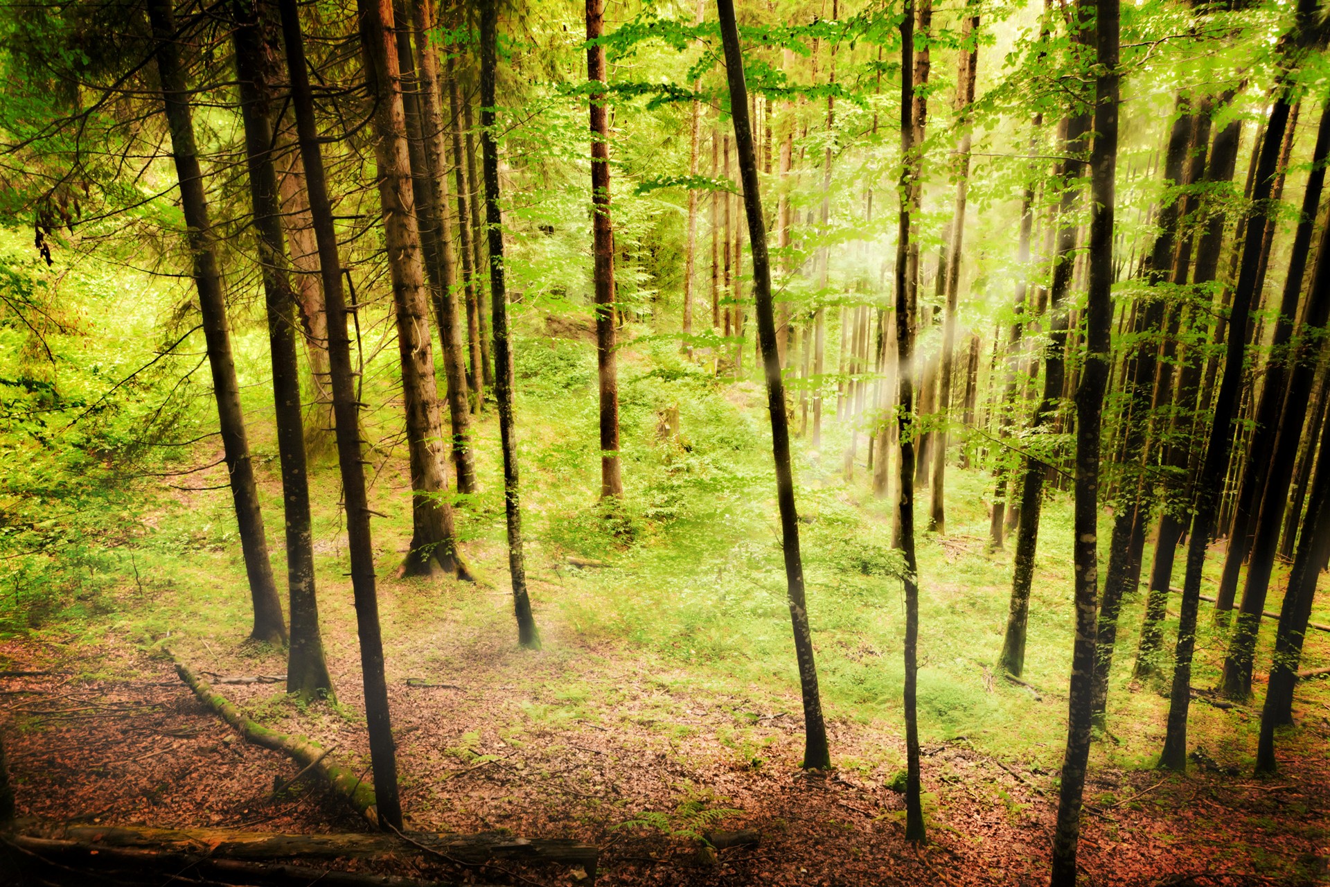 Vakantie Beierse Woud | TUI